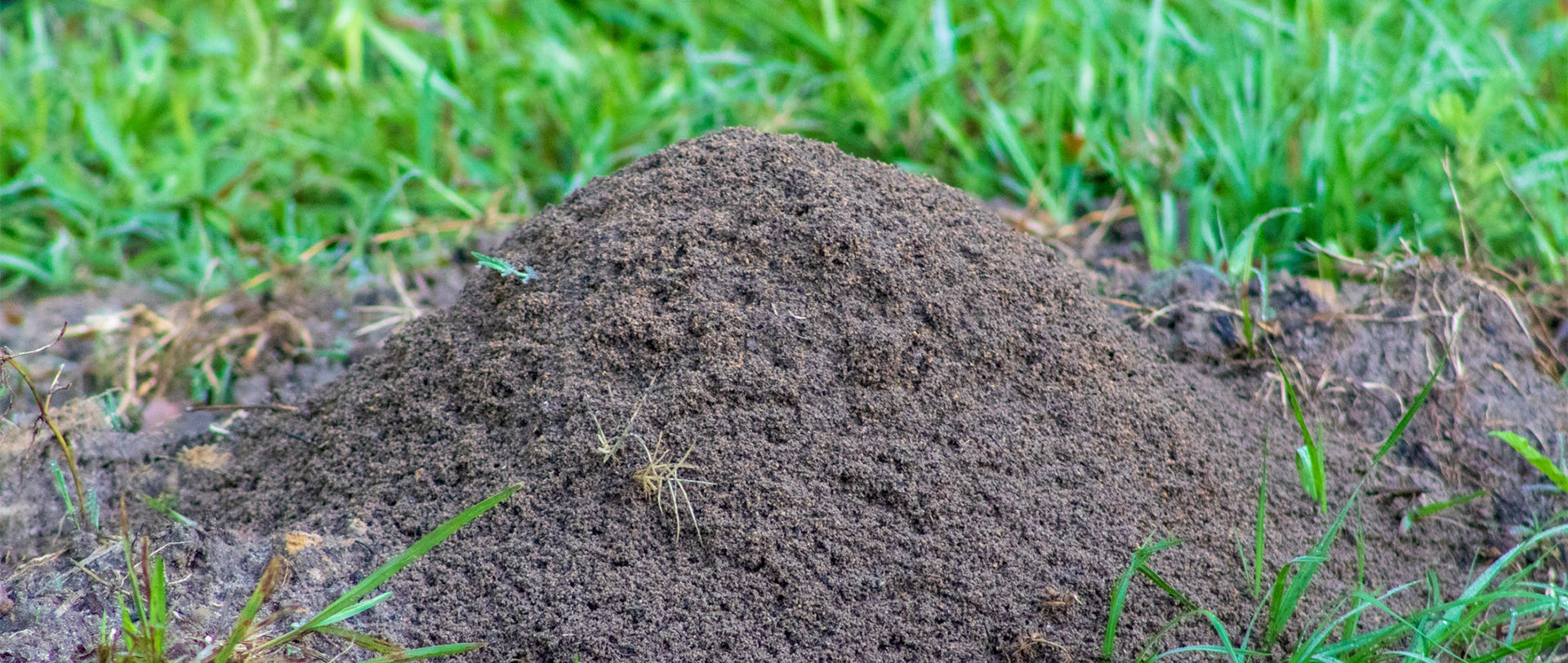 Signs and Symptoms of Fire Ant Bites and How to Treat Them Signs and Symptoms of Fire Ant Bites and How to Treat Them